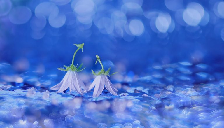 カンパニュラの花言葉の意味・由来・誕生花|花言葉のシャルロー